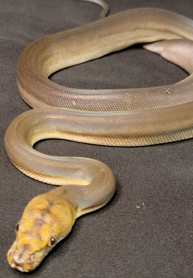 Motley Goldenchild Tiger HOGS Reticulated Python by In Your Face Exotix