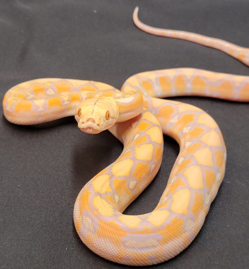 Albino Graniteback Het Genetic Stripe Reticulated Python by In Your ...