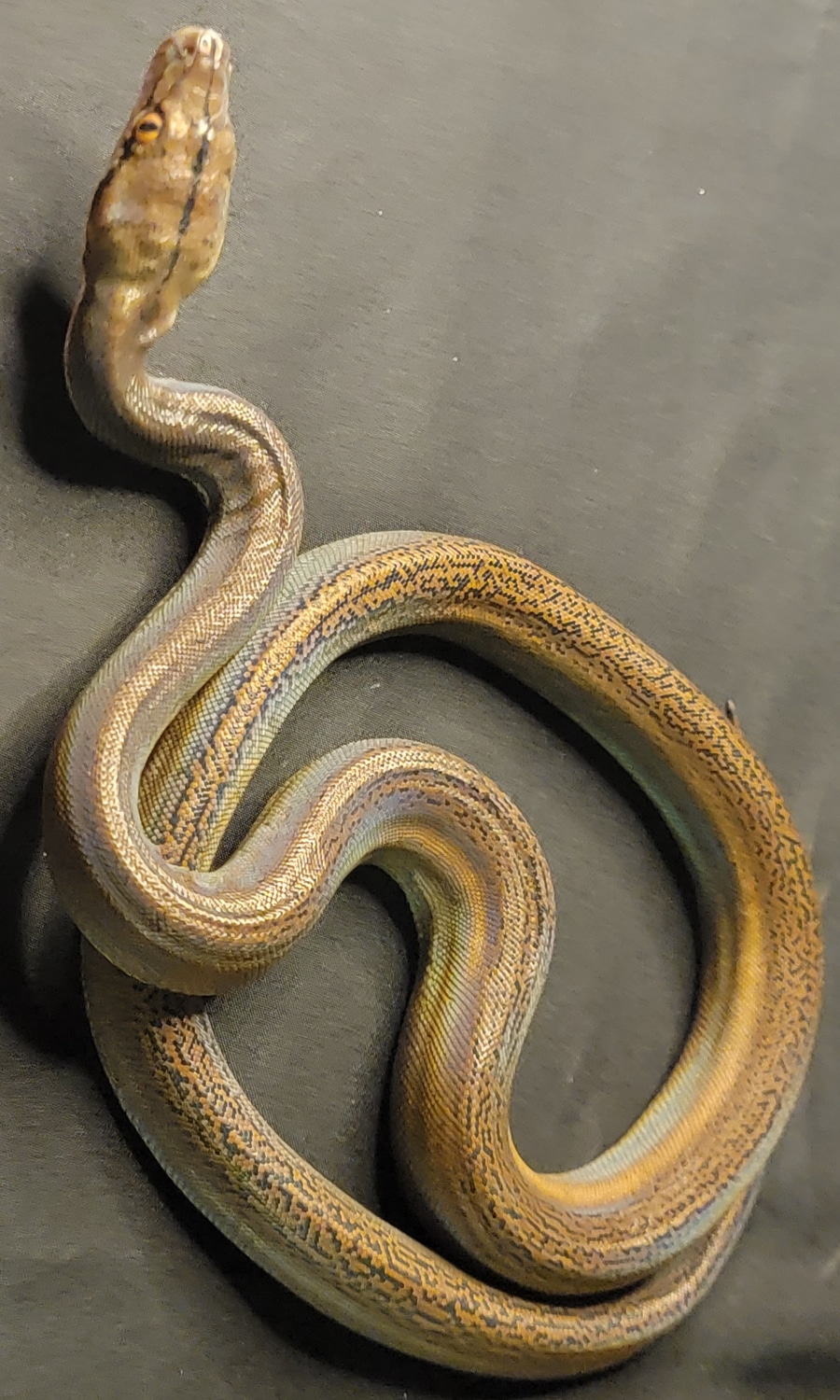 Ivy Jampea Goldenchild HOGS Reticulated Python by In Your Face Exotix ...