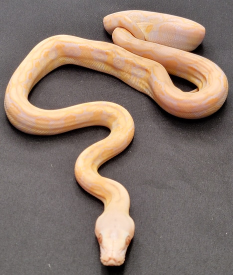 Lavender Tiger Poss Het Anery Reticulated Python by In Your Face Exotix
