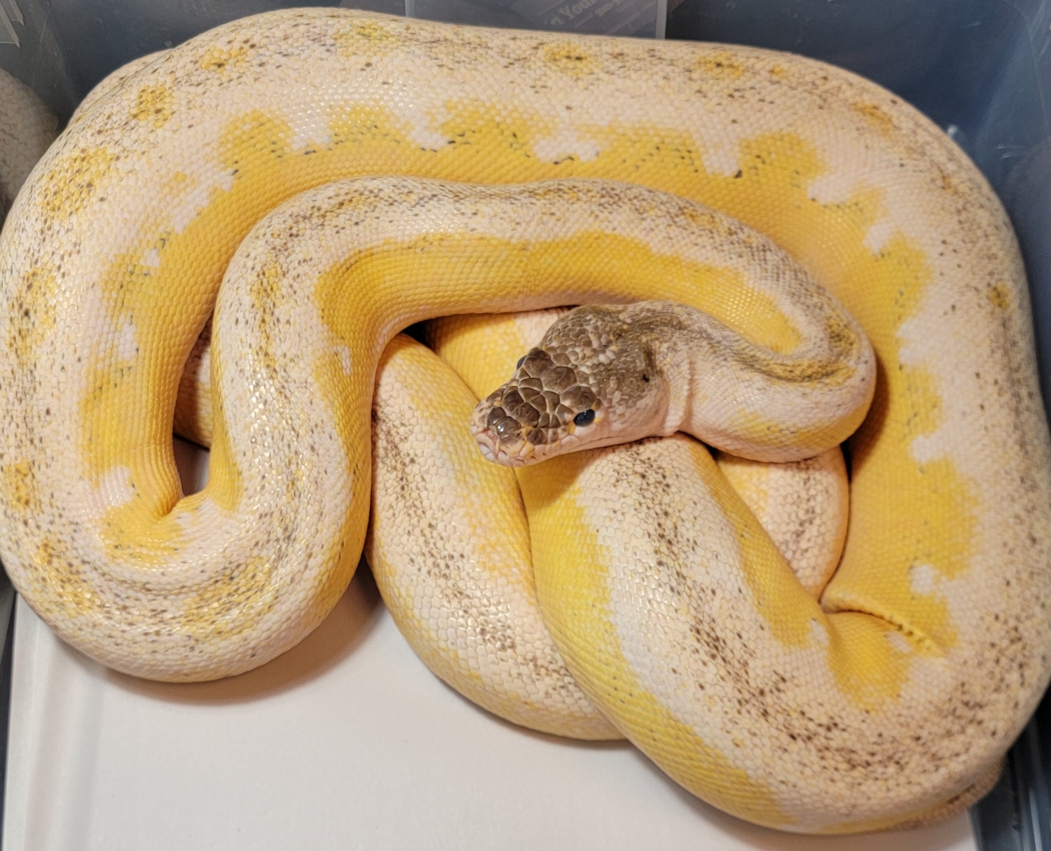 Ultra Het Titanium Reticulated Python by In Your Face Exotix - MorphMarket