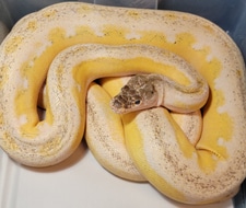 Ultra Het Titanium Reticulated Python by In Your Face Exotix - MorphMarket