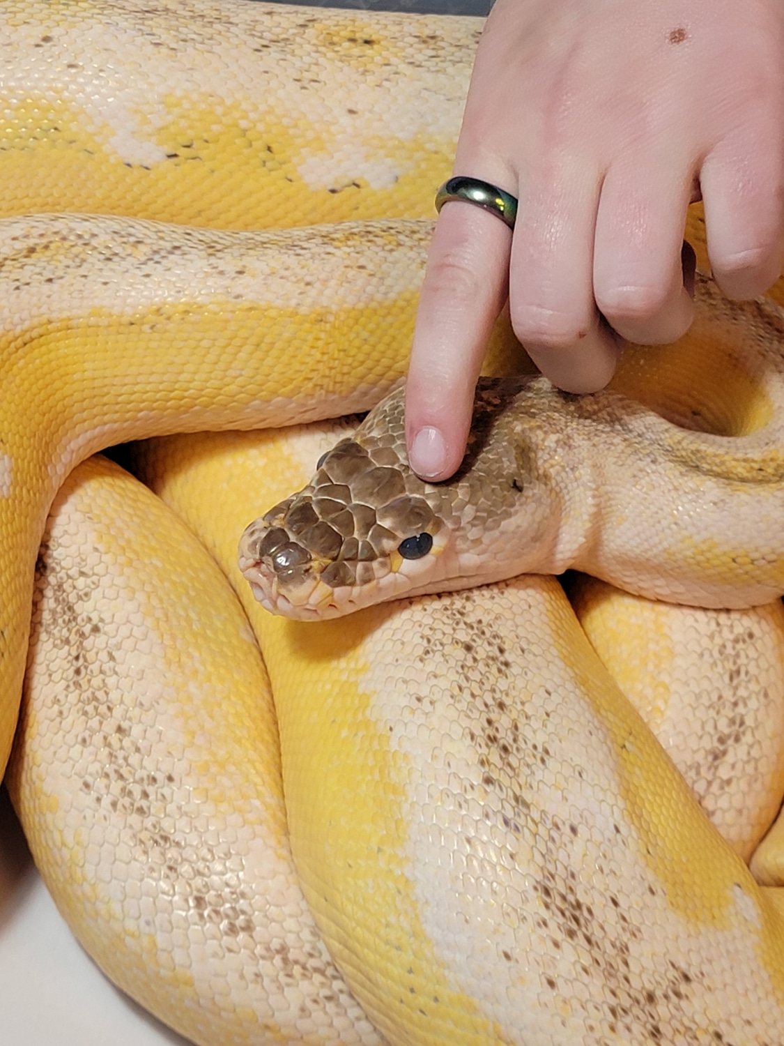 Ultra Het Titanium Reticulated Python by In Your Face Exotix - MorphMarket