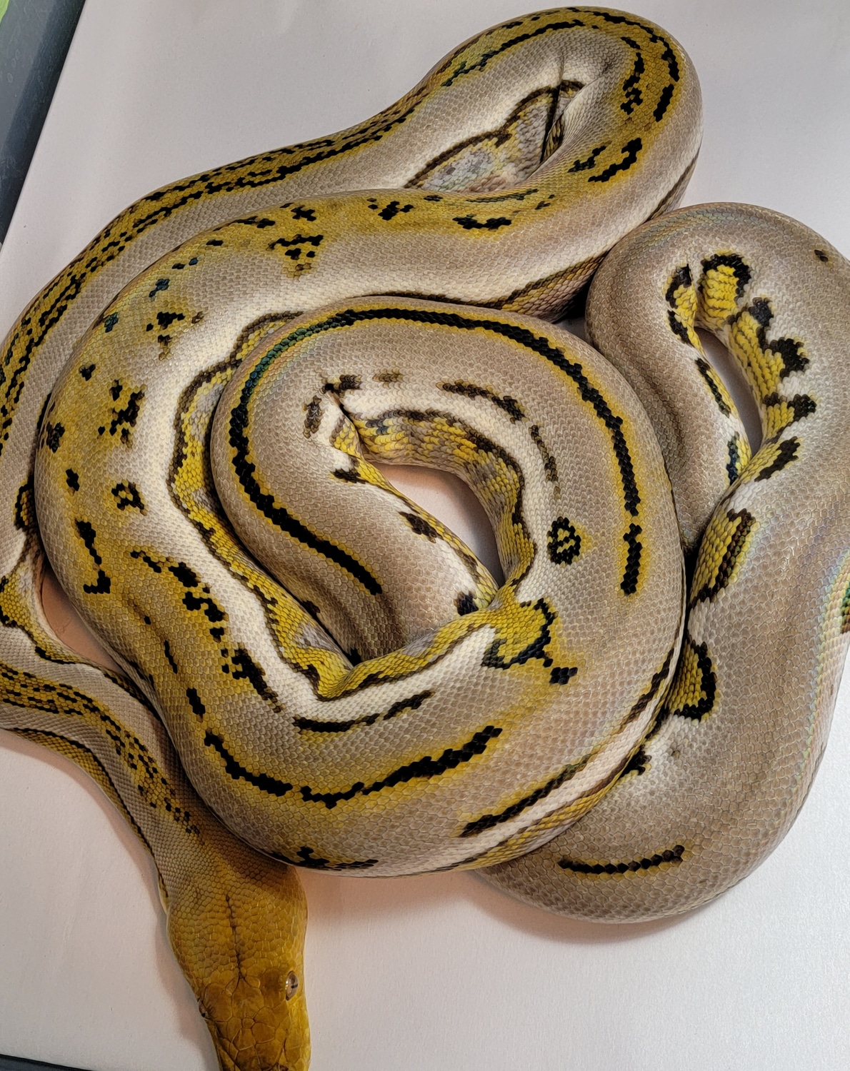 Platinum Genetic Stripe Reticulated Python by In Your Face Exotix ...