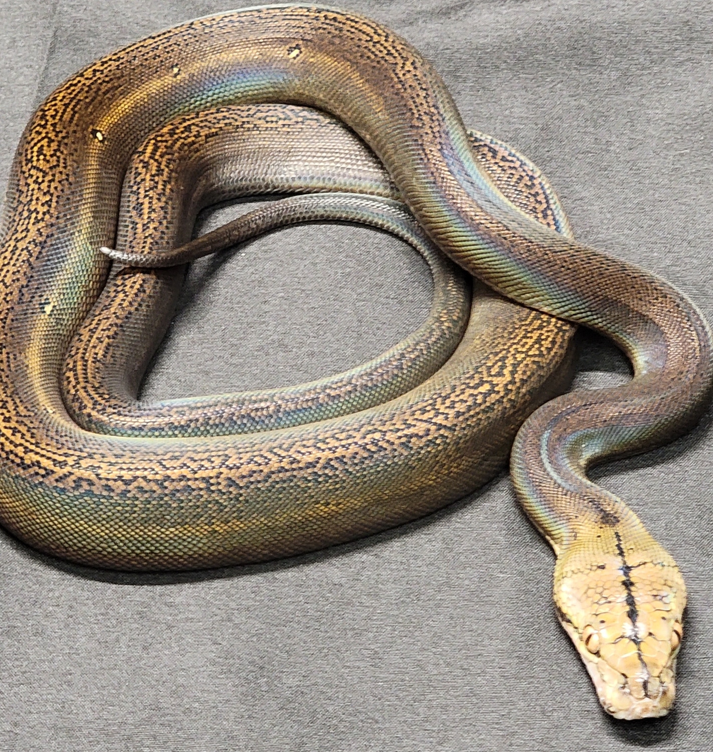 Ivy Jampea Goldenchild HOGS Reticulated Python by In Your Face Exotix ...