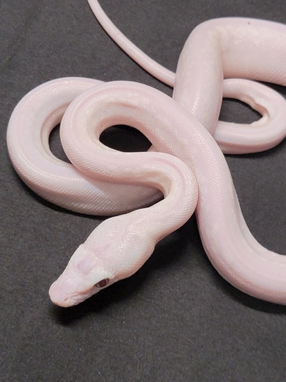 Ivy Jampea Goldenchild Super Phantom Reticulated Python by In Your Face ...