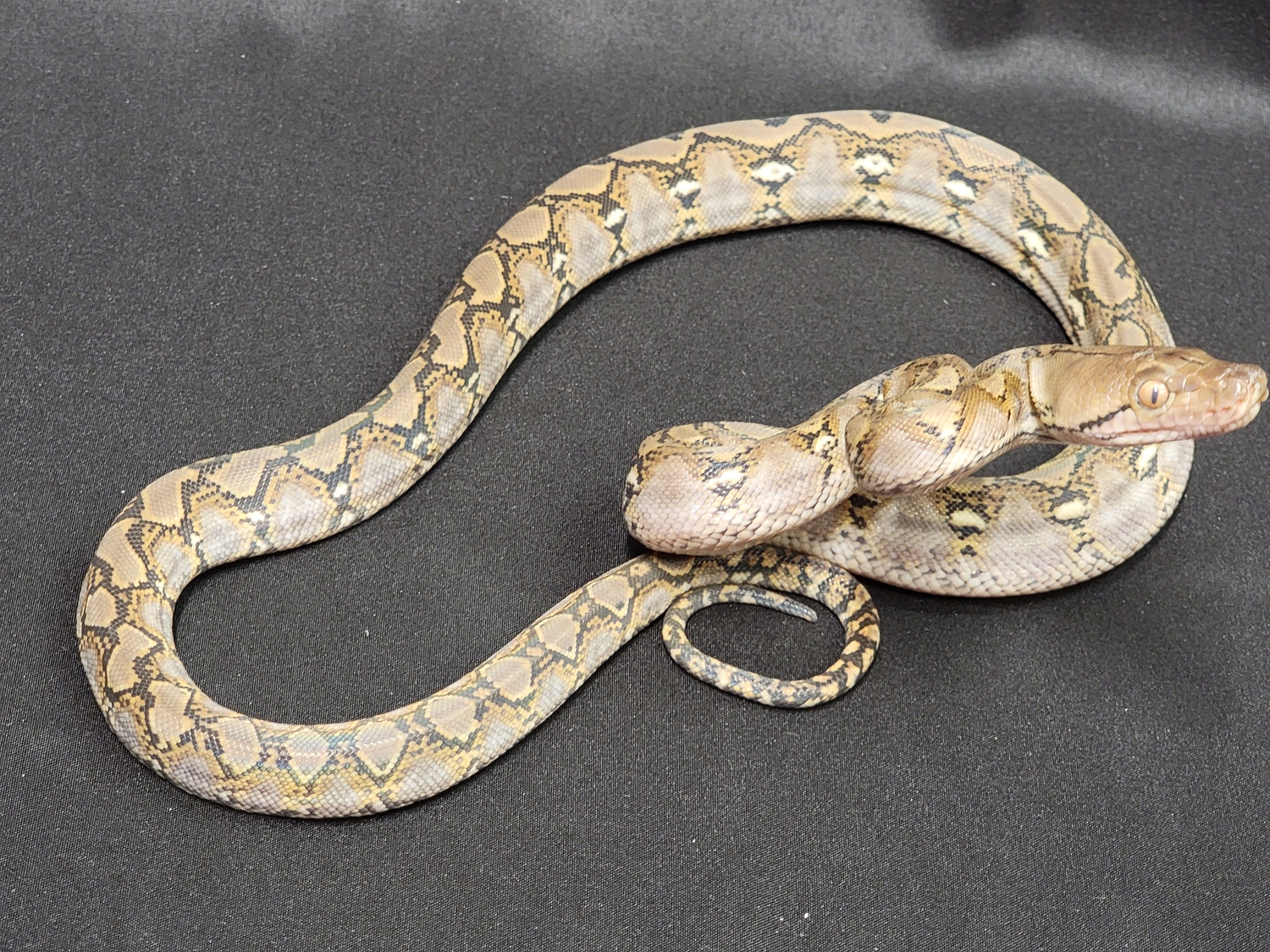 Dwarf Normal Het Albino Poss Het Anery Reticulated Python by In Your ...