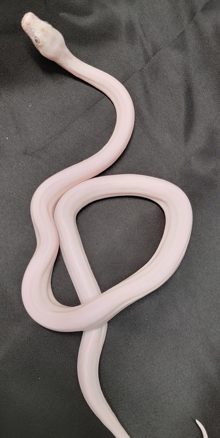 Super Phantom Het Genetic Stripe Reticulated Python by In Your Face ...