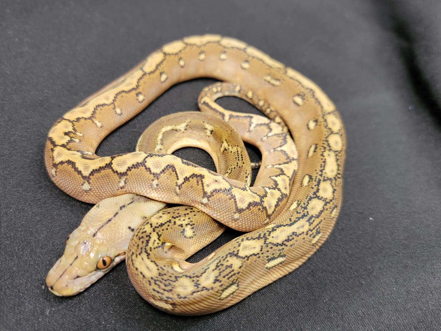 Phantom Het Genetic Stripe Reticulated Python by In Your Face Exotix ...