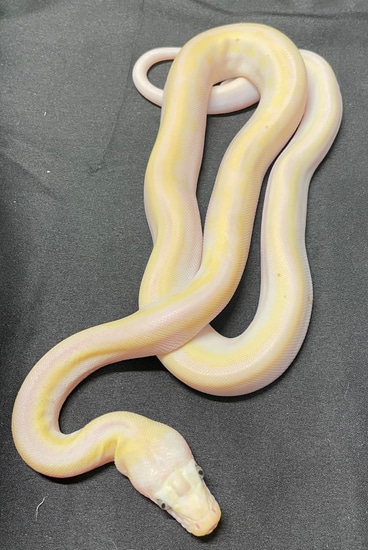 Ivy Jamp Tiger Cow Reticulated Python by In Your Face Exotix