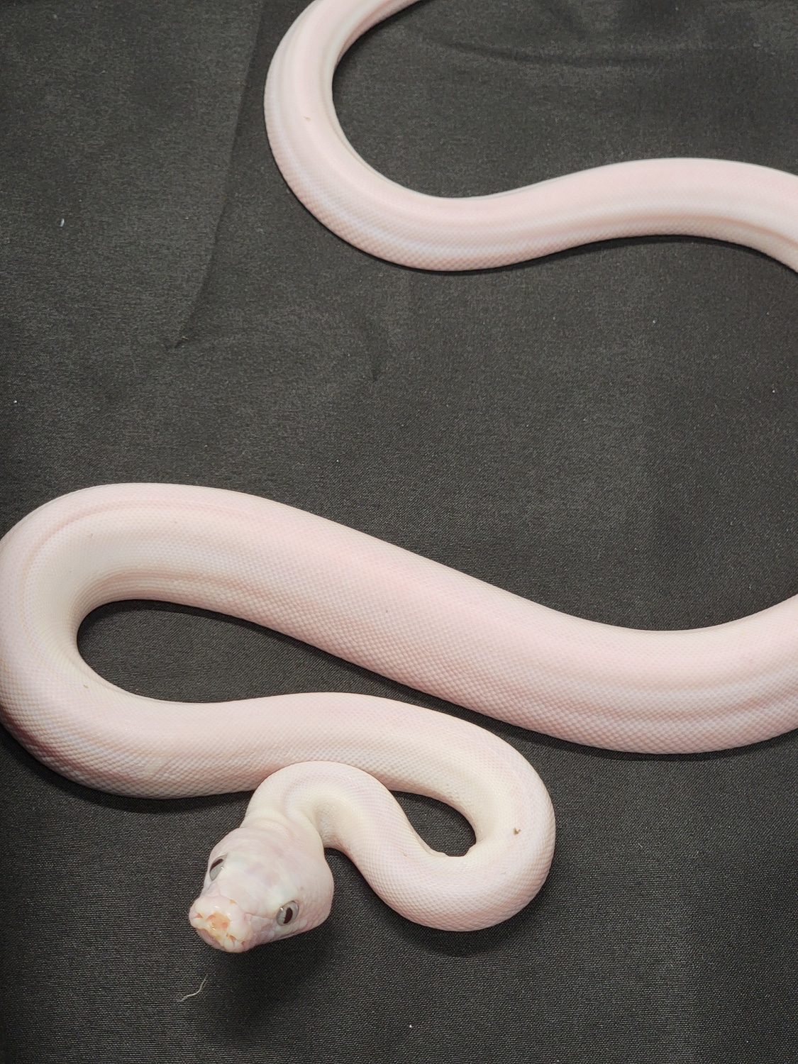 Ivy Jampea Goldenchild Cow Reticulated Python by In Your Face Exotix ...