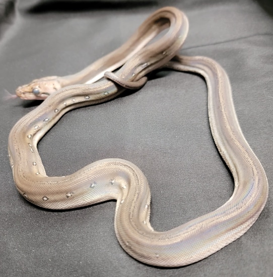 Ivy Anthrax Reticulated Python by In Your Face Exotix