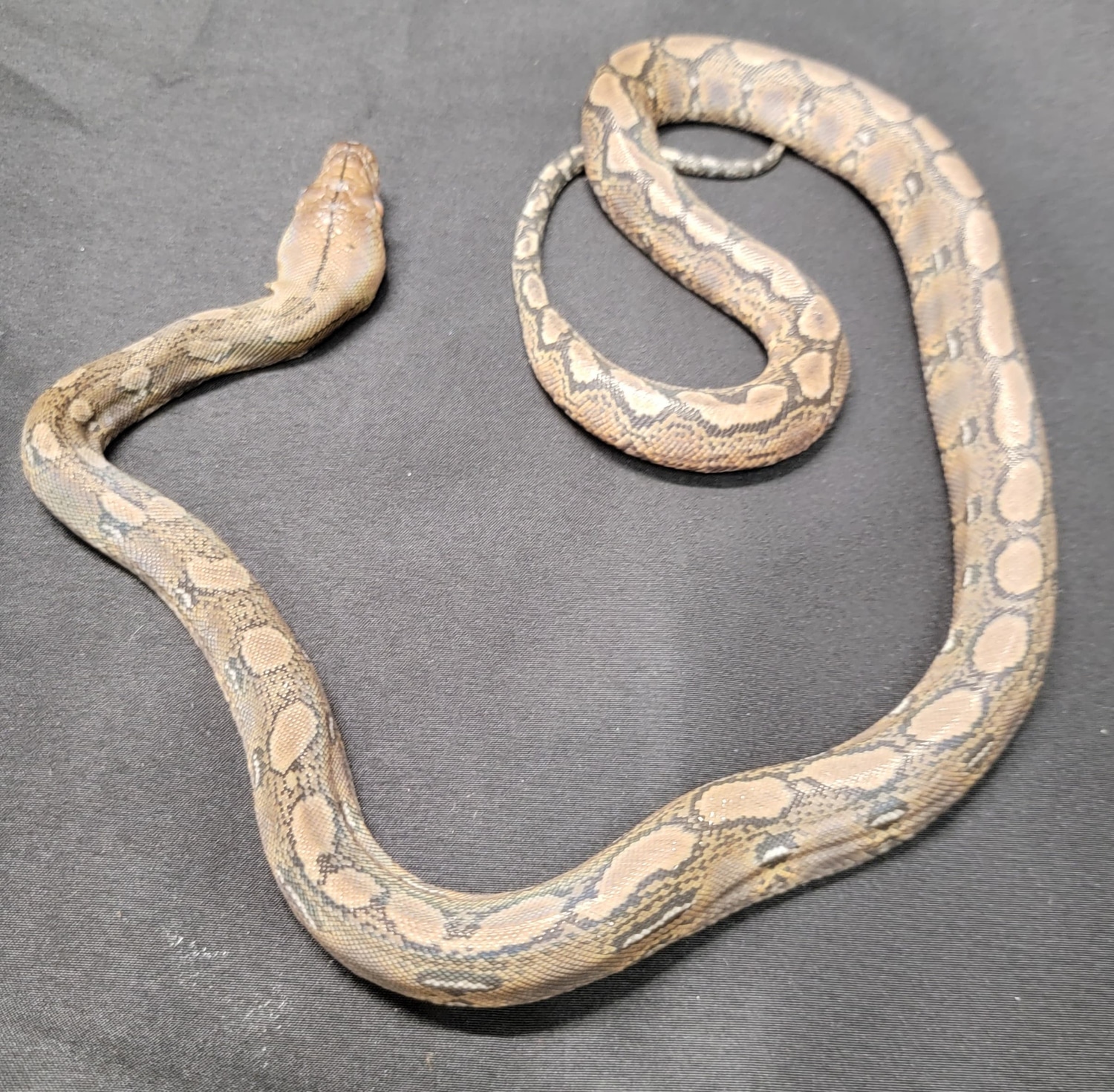 NORMAL Reticulated Python by In Your Face Exotix - MorphMarket