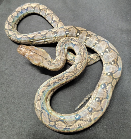 NORMAL Reticulated Python by In Your Face Exotix