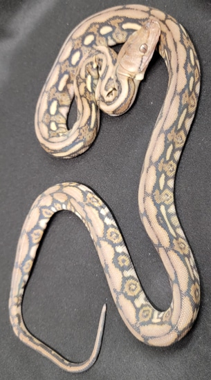 Tiger Het Albino Reticulated Python by In Your Face Exotix