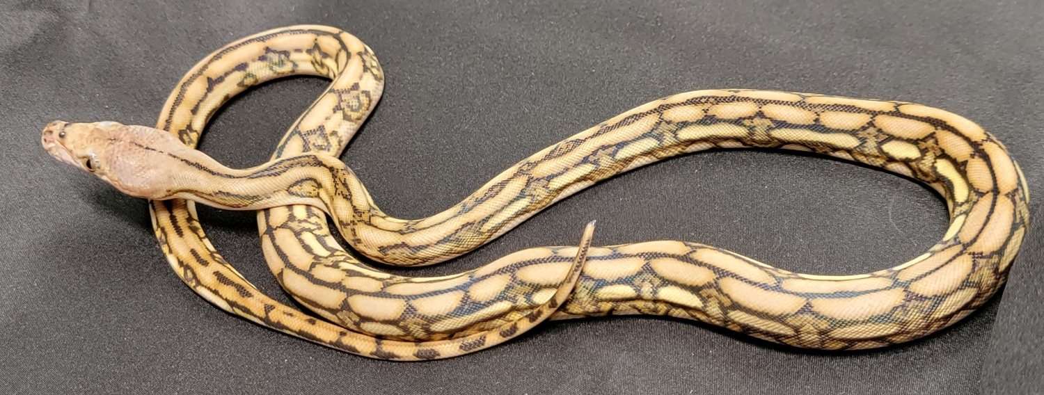 Tiger Het Albino Reticulated Python by In Your Face Exotix - MorphMarket
