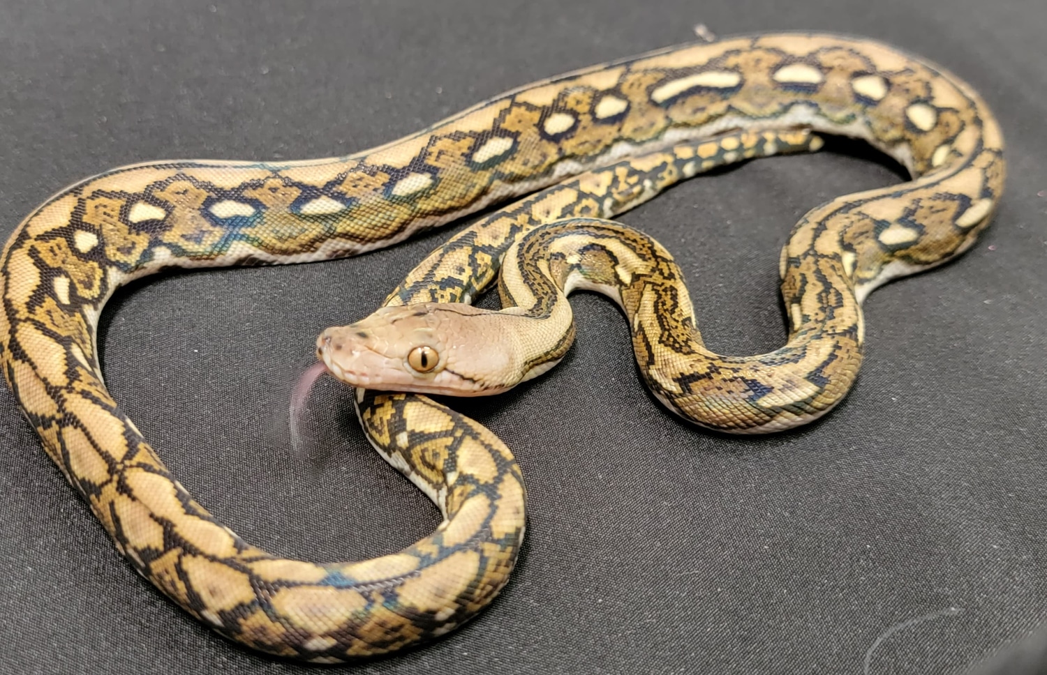 Tiger Het Albino Reticulated Python by In Your Face Exotix - MorphMarket