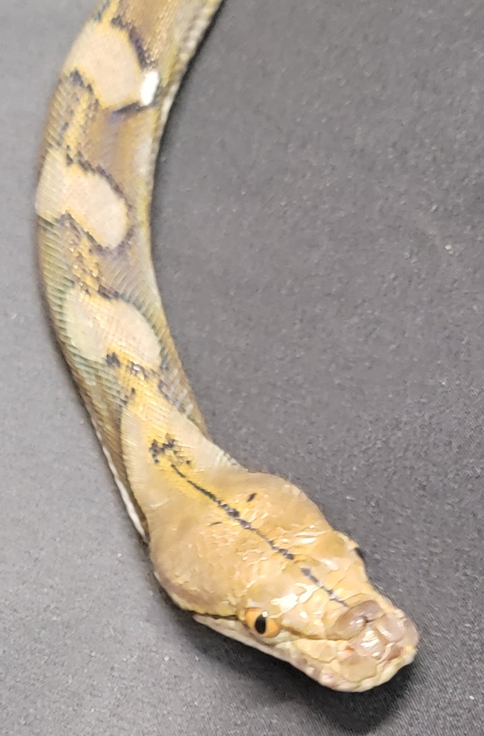 Sunfire Graniteback Reticulated Python by In Your Face Exotix - MorphMarket