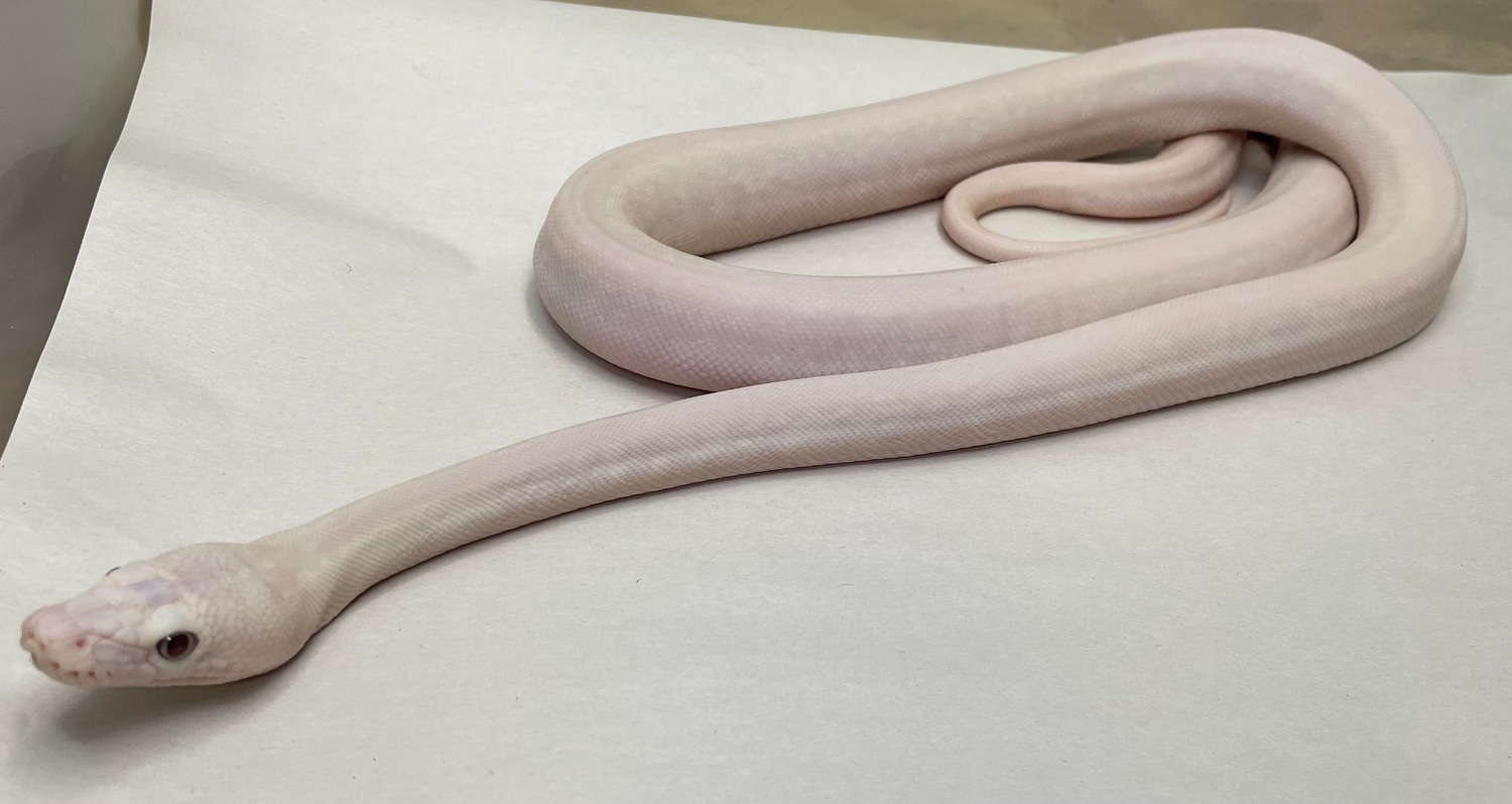 Ivy Jamp Goldenchild Super Phantom Reticulated Python by In Your Face ...