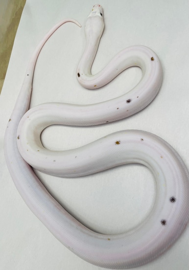 Ivy Jamp Goldenchild Cow Reticulated Python by In Your Face Exotix