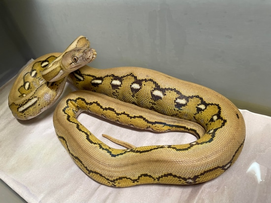 Platinum Tiger Reticulated Python by In Your Face Exotix