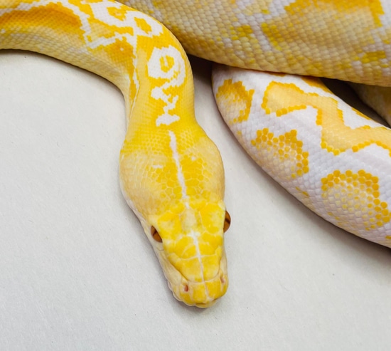 White Albino Reticulated Python by In Your Face Exotix