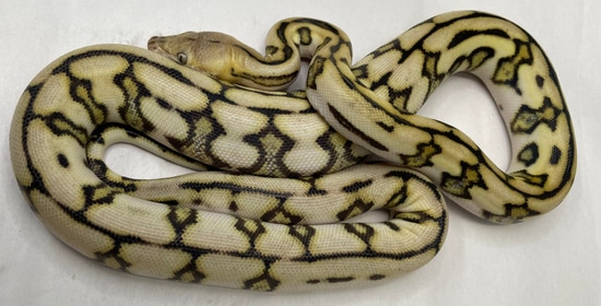 Anery Supertiger Het Snow Reticulated Python by In Your Face Exotix