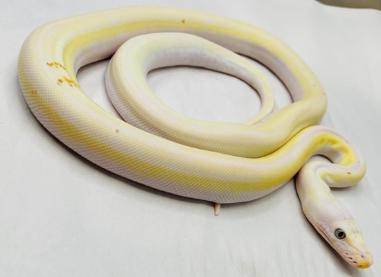 Ivy Jamp Cow Reticulated Python by In Your Face Exotix