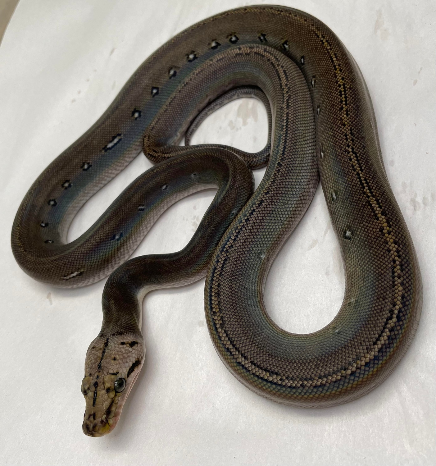 Ivy Anthrax Reticulated Python by In Your Face Exotix - MorphMarket