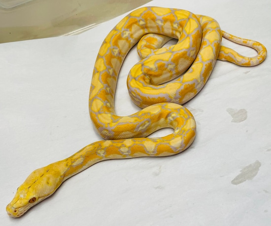 Lavender Graniteback Het Genetic Stripe Reticulated Python by In Your ...