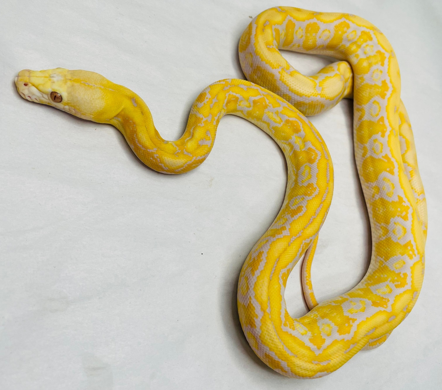 Lavender Tiger Reticulated Python by In Your Face Exotix - MorphMarket