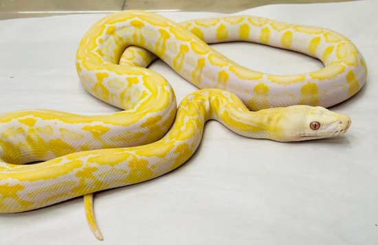 Albino Snow Tiger Reticulated Python by In Your Face Exotix