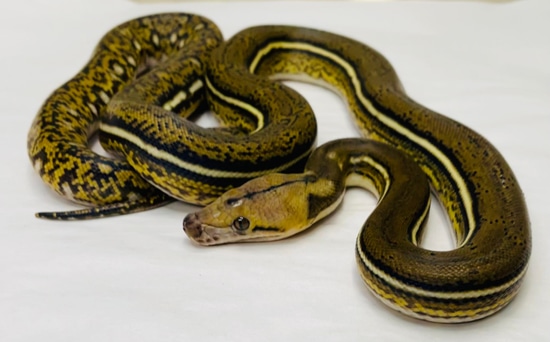 Free Shipping!!! Ivy Anthrax Tiger Reticulated Python by In Your Face ...