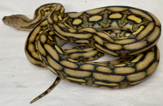 Tiger Het Albino Reticulated Python by In Your Face Exotix