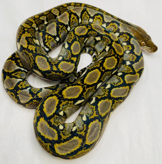 Normal Het Genetic Stripe Reticulated Python by In Your Face Exotix