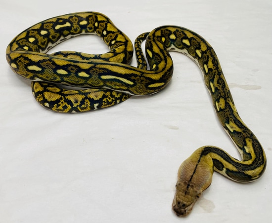 Tiger Het Albino Reticulated Python by In Your Face Exotix