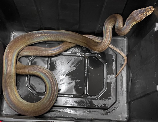 Motley Goldenchild Phantom Graniteback Reticulated Python by In Your ...