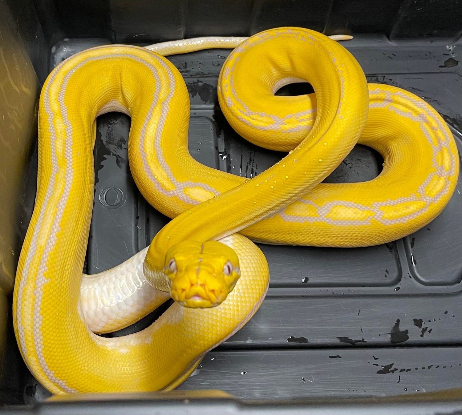 Purple Goldenchild Sunfire Reticulated Python by In Your Face Exotix ...