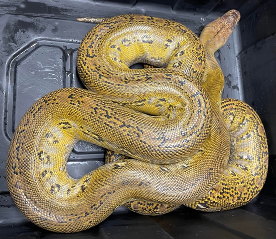 Platinum Marble Reticulated Python by In Your Face Exotix