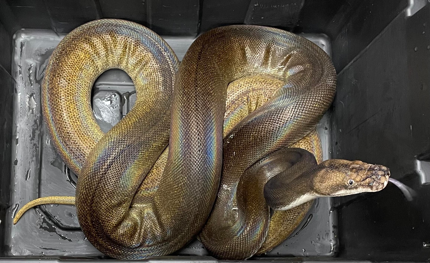 Goldenchild Tiger Titanium Reticulated Python by In Your Face Exotix ...