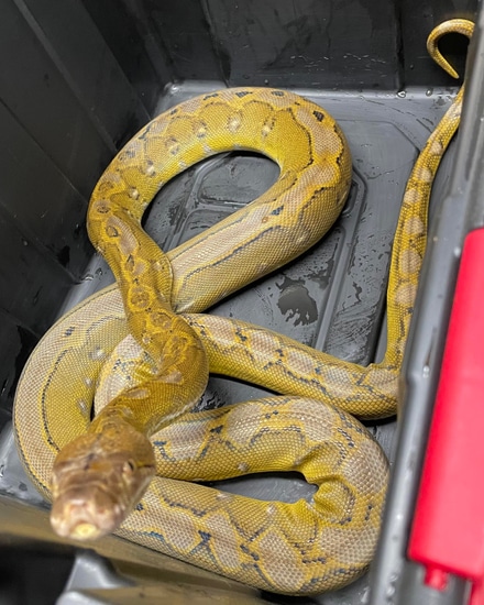 Dwarf Sunfire Marble Reticulated Python by In Your Face Exotix
