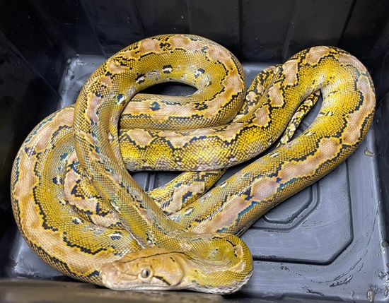 Platinum Marble Reticulated Python by In Your Face Exotix