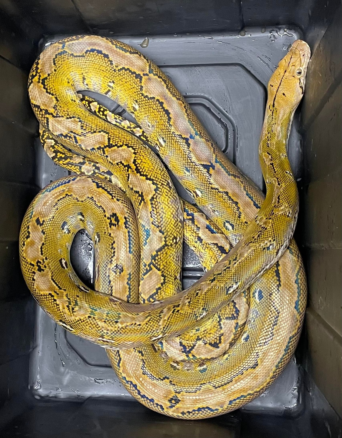 Platinum Marble Reticulated Python by In Your Face Exotix - MorphMarket