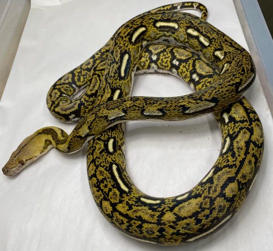 Graniteback Tiger Het Albino Reticulated Python by In Your Face Exotix