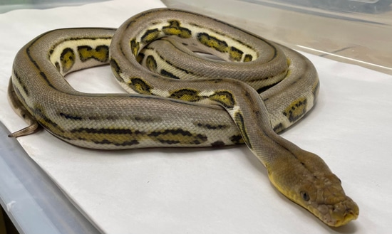 Free Shipping!!! Jaguar Tiger Het Pied Reticulated Python by In Your ...