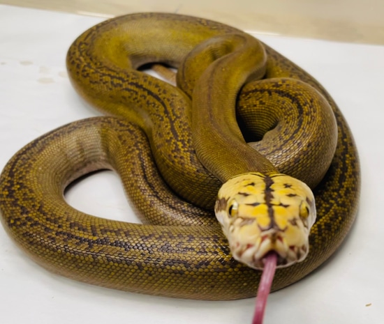 Goldenchild Motley Mocha Reticulated Python by In Your Face Exotix