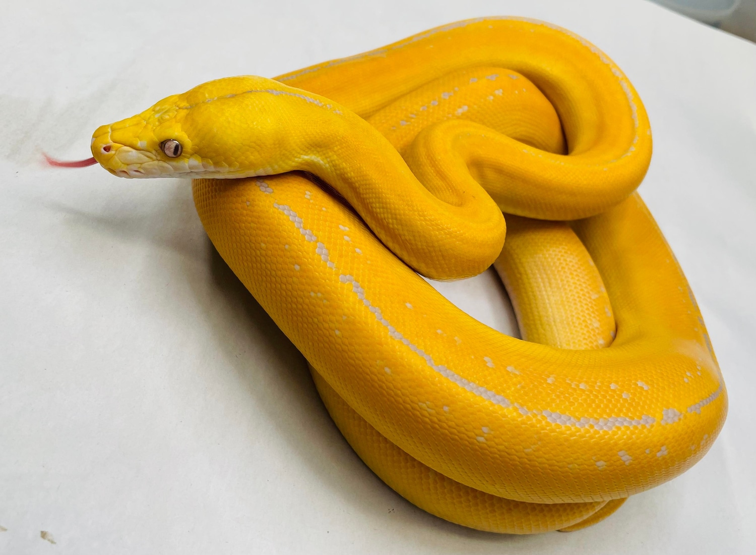 Free Shipping!!! Albino Goldenchild Phantom Reticulated Python by In ...