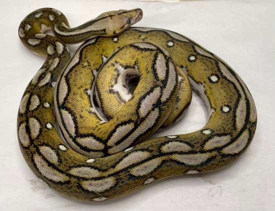 Free Shipping!!! Motley Suntiger Het Pied Reticulated Python by In Your ...