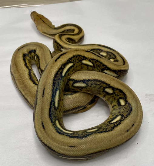Tiger Het Albino Reticulated Python by In Your Face Exotix