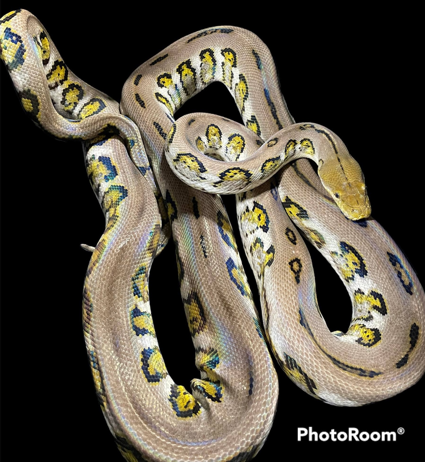 JAGUAR Reticulated Python by In Your Face Exotix - MorphMarket
